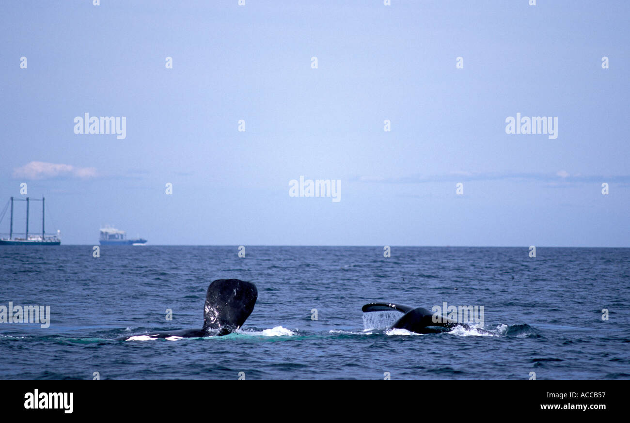 North atlantic right whale bay of fundy High Resolution Stock ...
