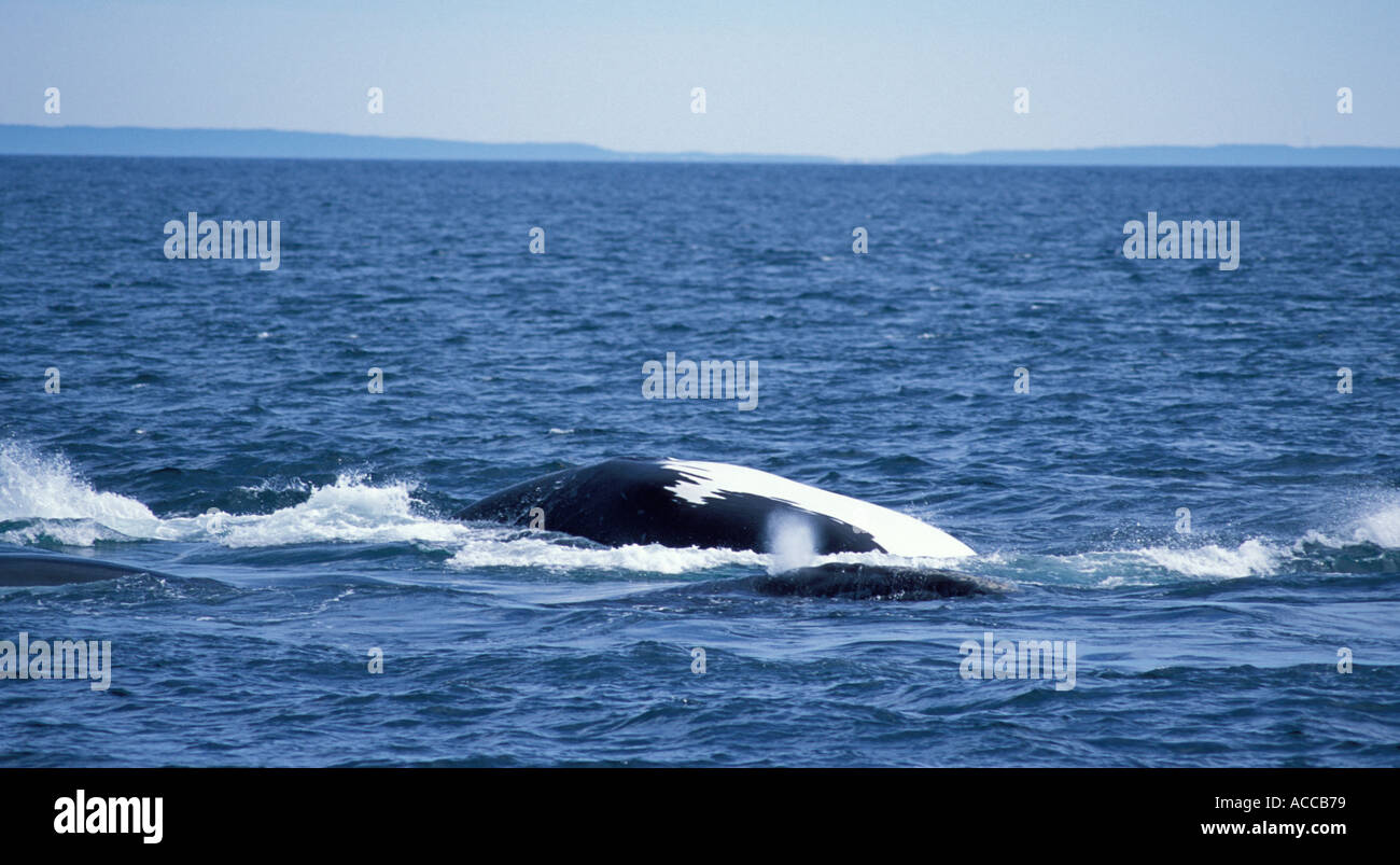 Northern right whale hi-res stock photography and images - Alamy