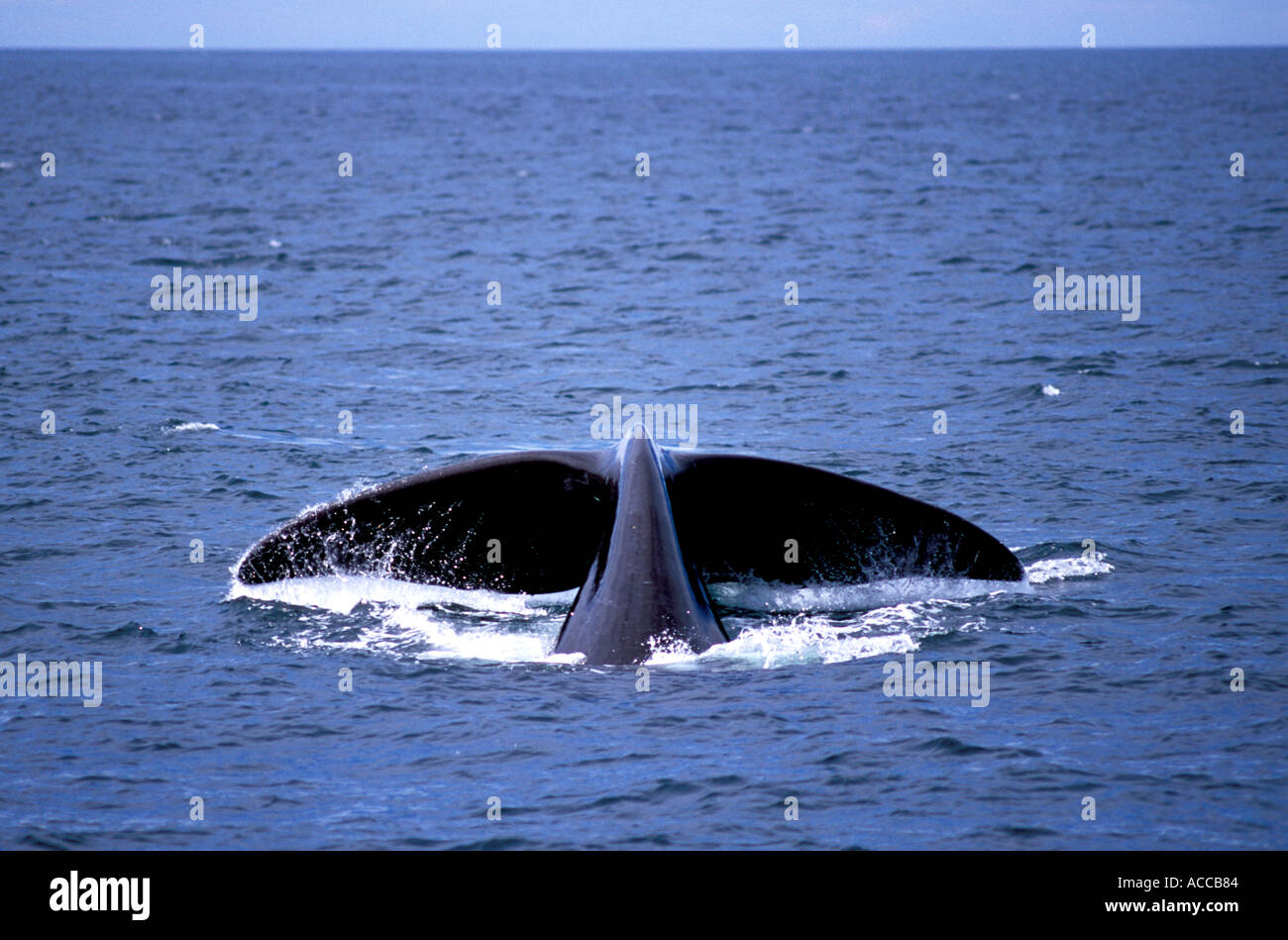 North atlantic right whale bay of fundy High Resolution Stock ...