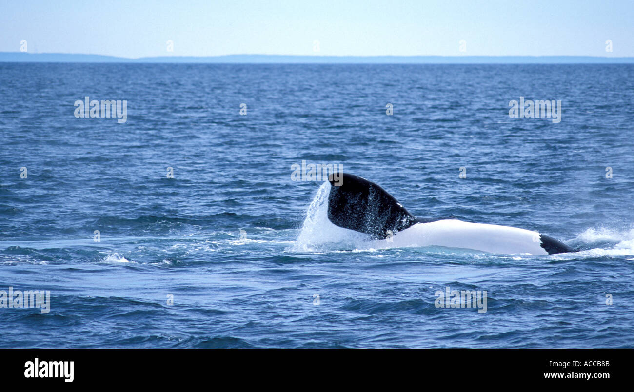 North atlantic right whale bay of fundy High Resolution Stock ...