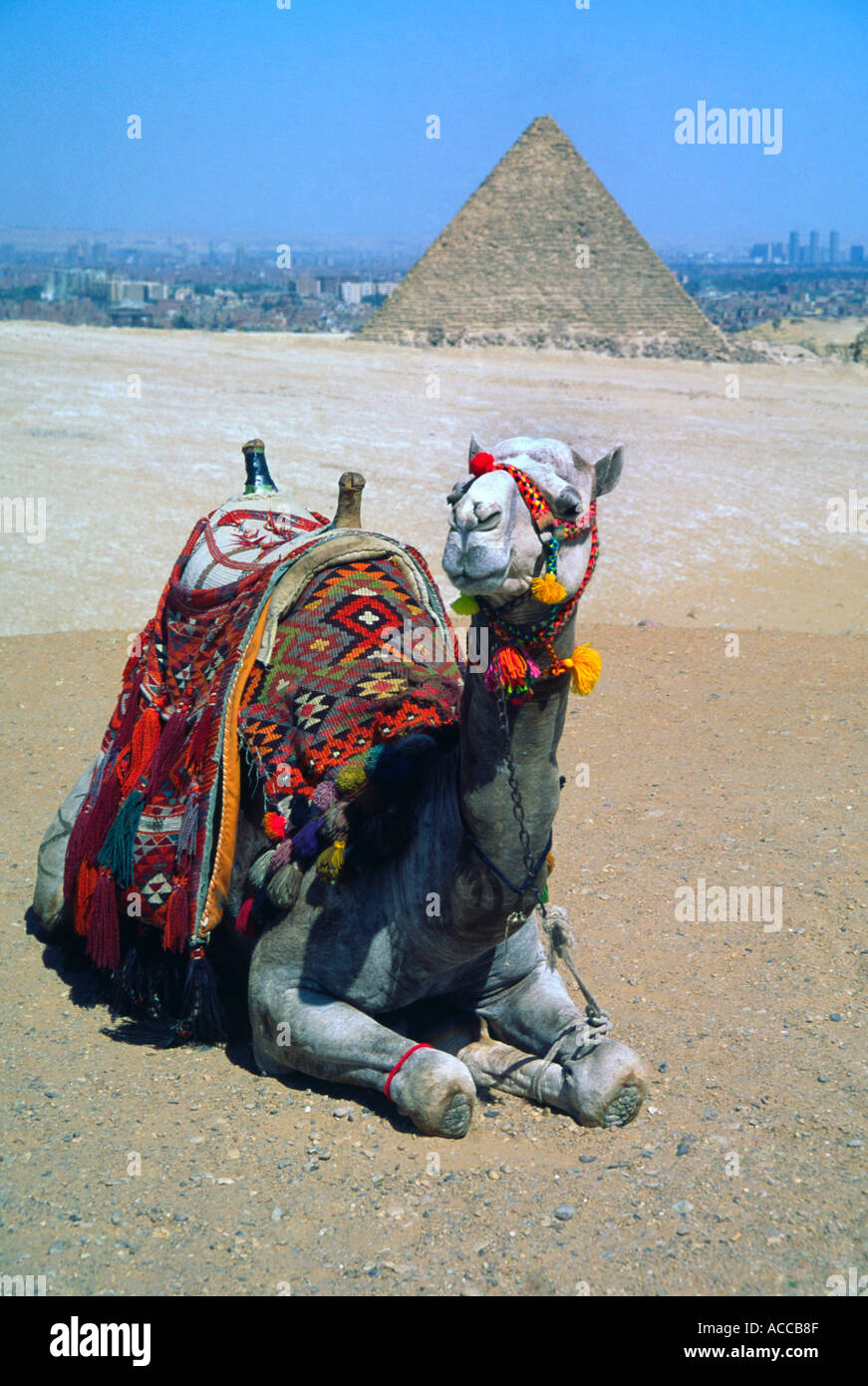 A camel relaxing near the pyramids in Egypt Stock Photo - Alamy