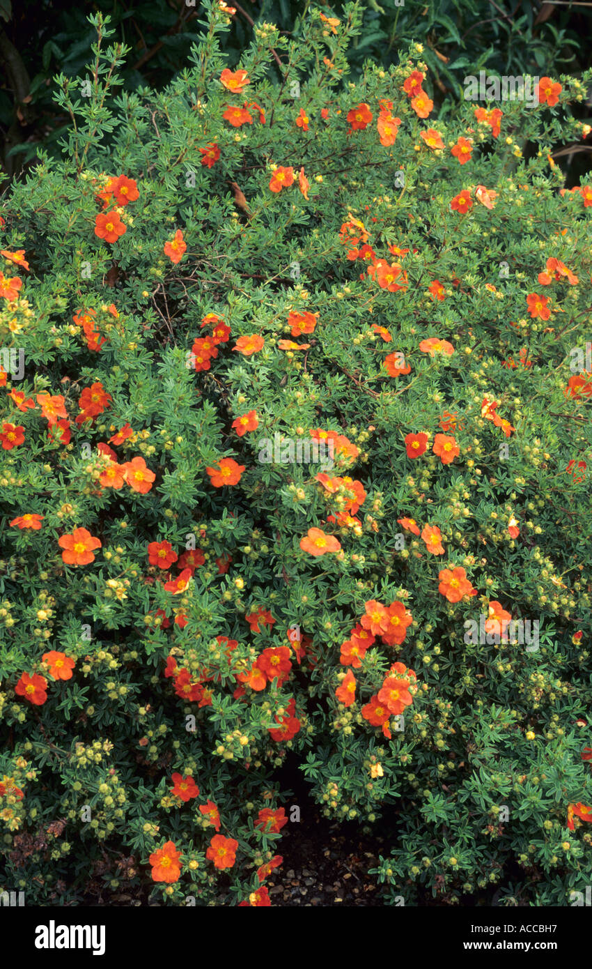 Potentilla fruticosa 'Red Ace' Stock Photo - Alamy