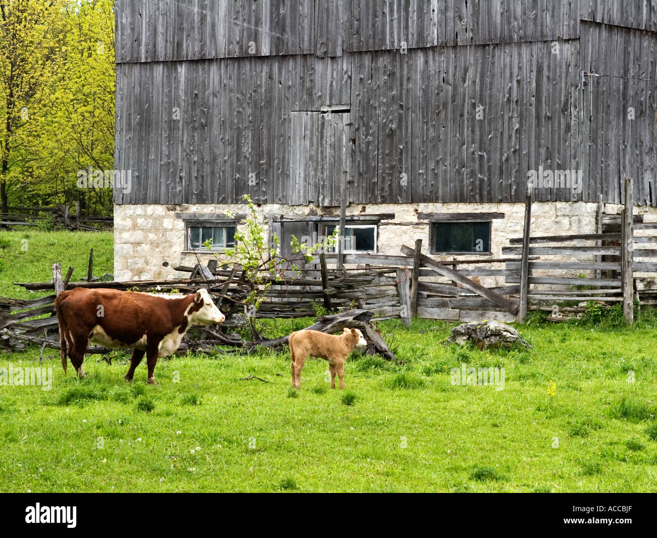 Cow and calves hi-res stock photography and images - Alamy