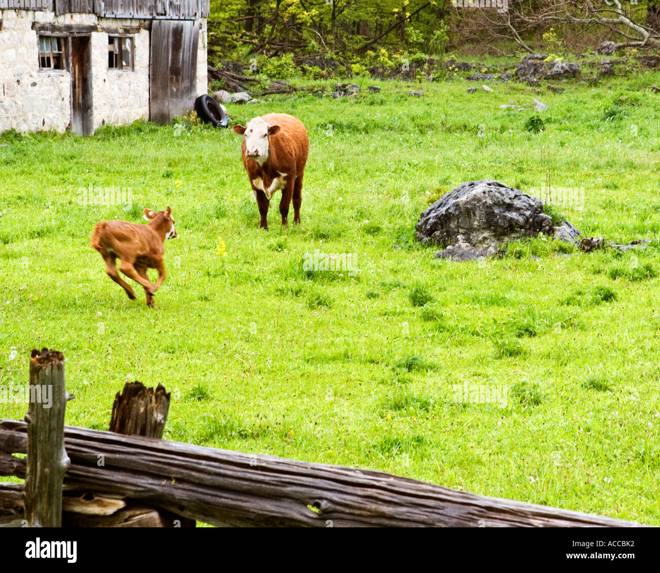 Cow watching over her calves Stock Photo - Alamy