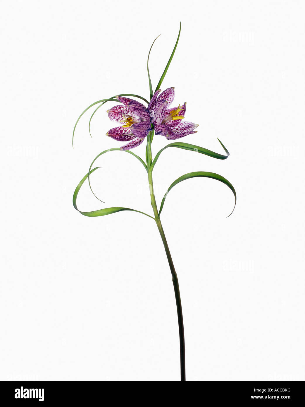 Purple lily Cut Out Stock Images & Pictures - Alamy