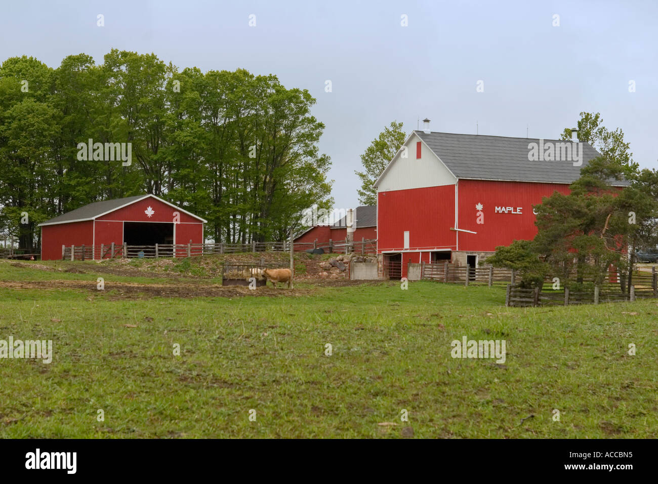 Red dairy barn canada hi-res stock photography and images - Alamy