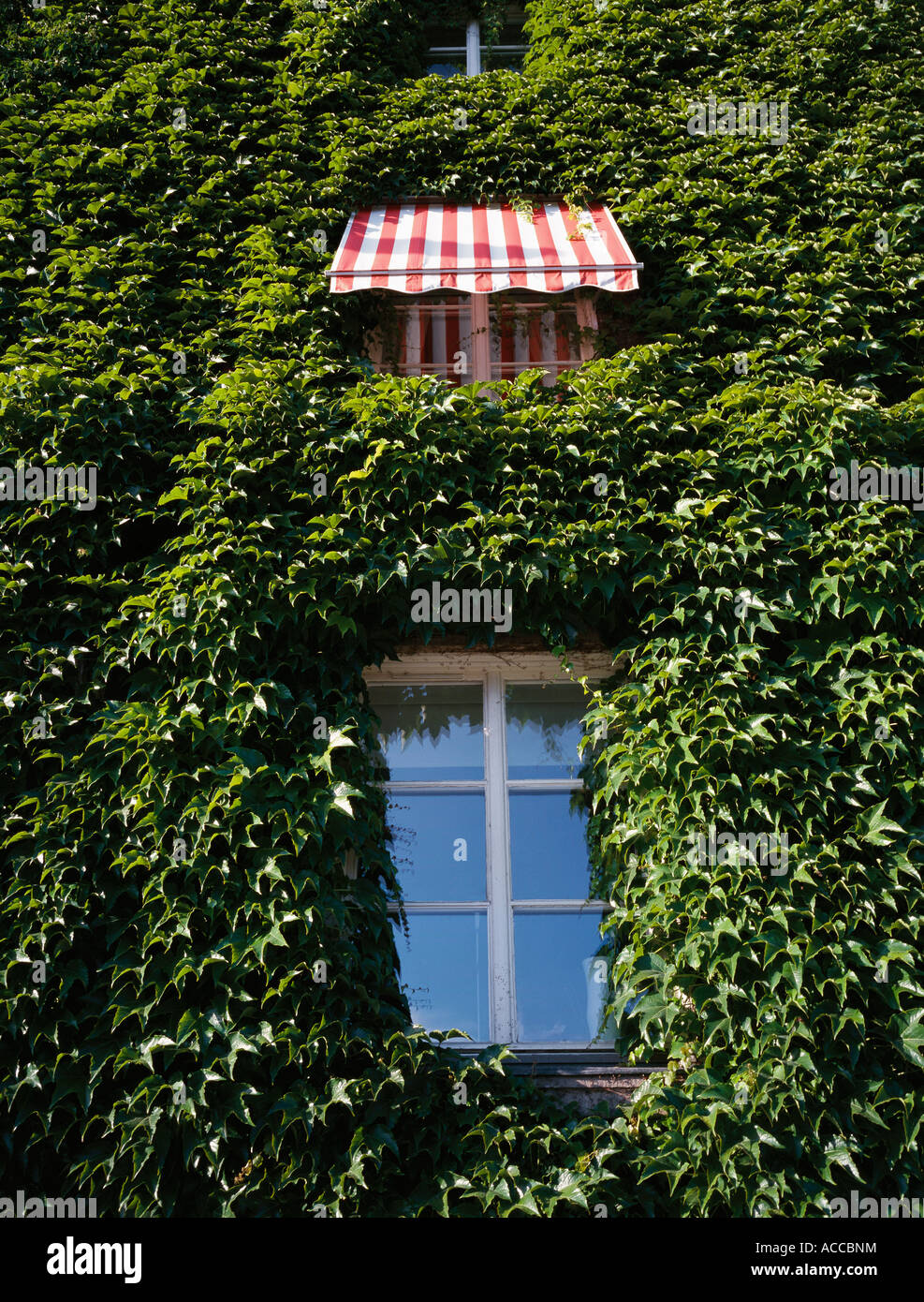 Ivy on a house facade Stock Photo - Alamy