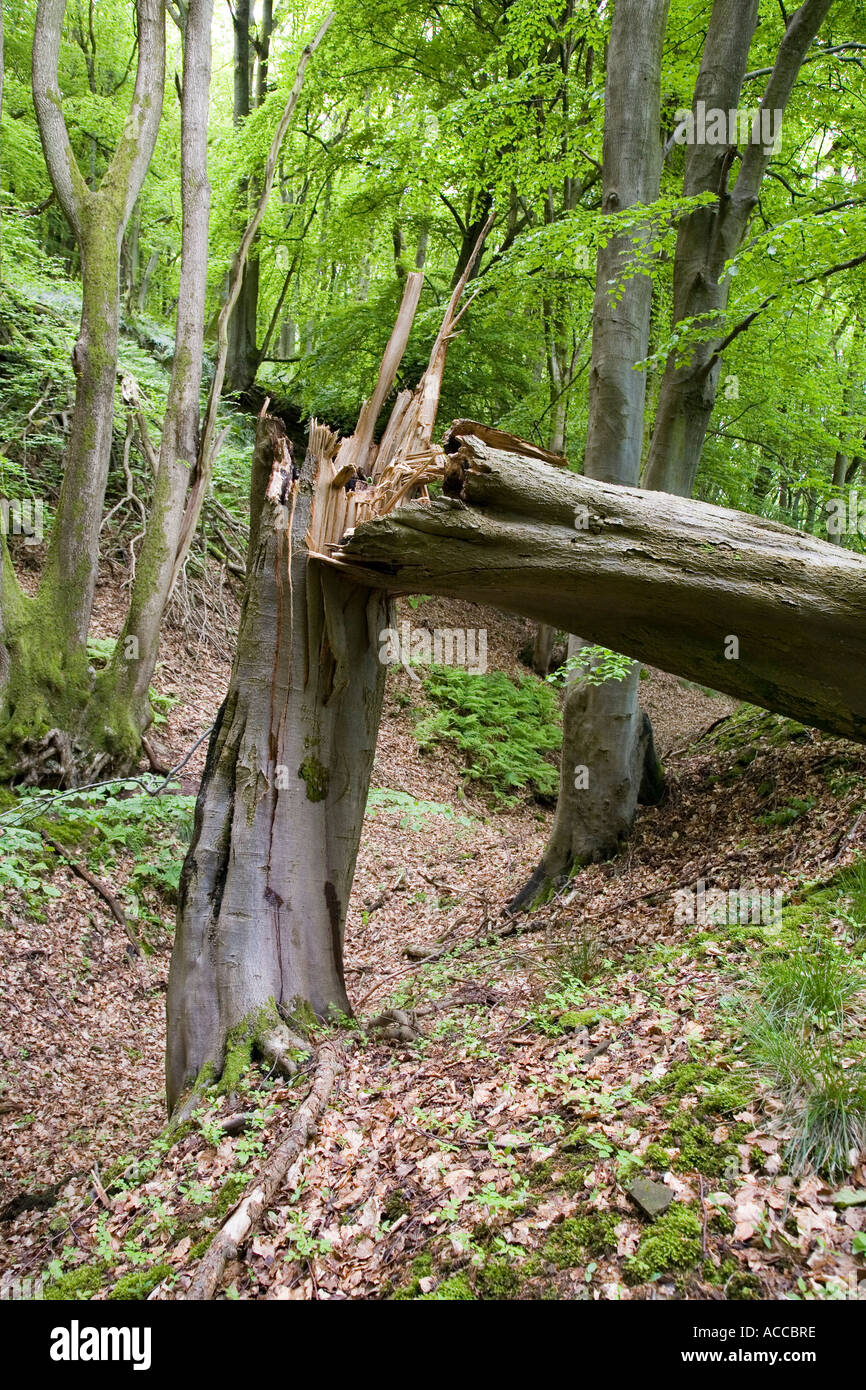 Tree trunk in forest snapped by high winds during a storm Wales UK ...