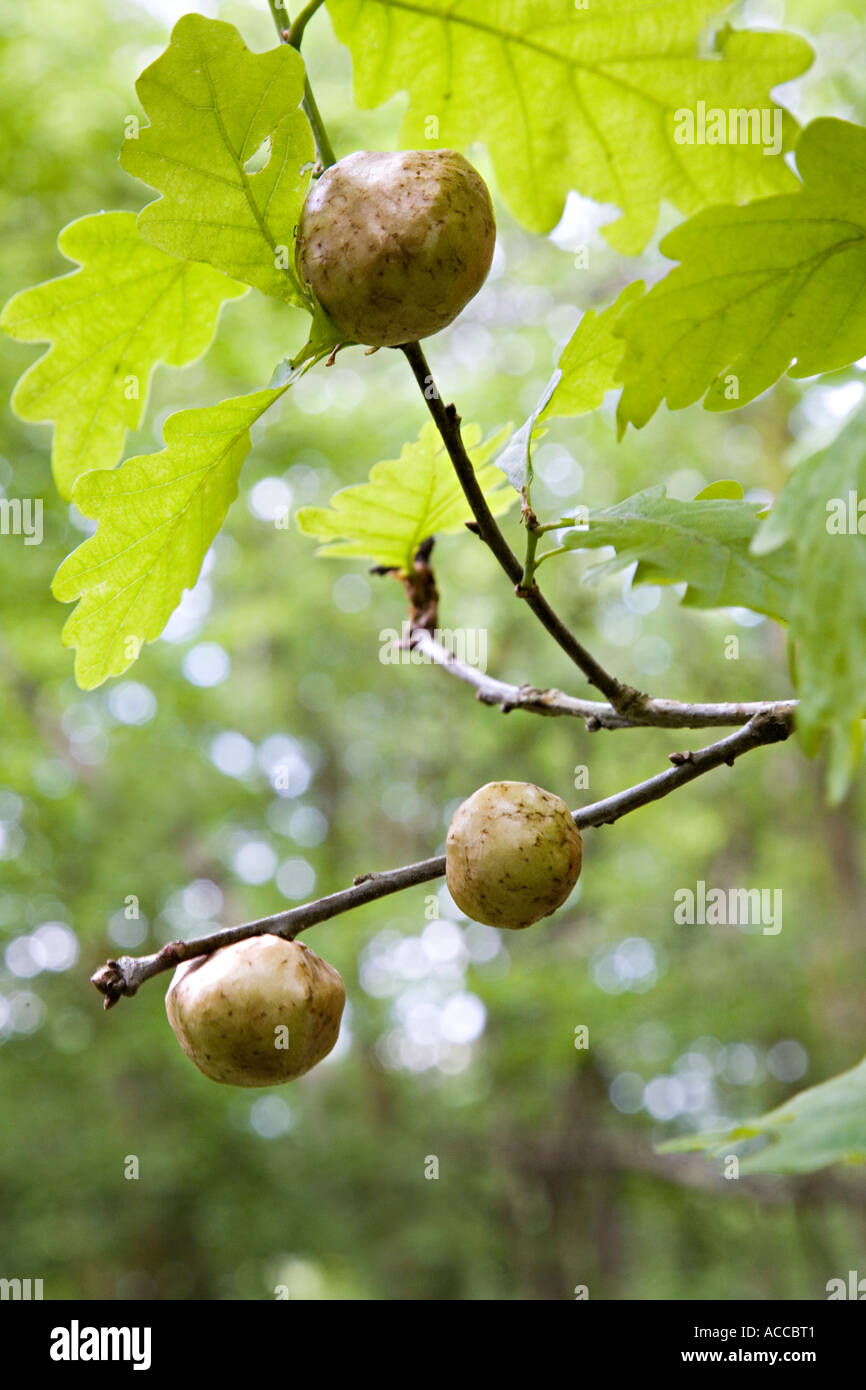 Marble galls caused by gall wasps on an oak tree Quercus robur Wales UK ...