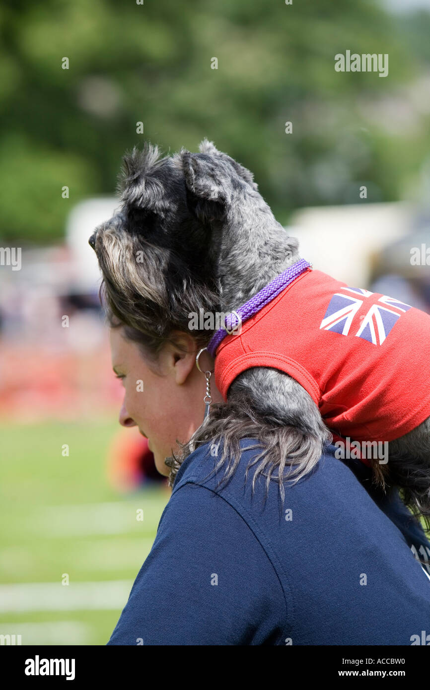 Dog wearing a red coat with Union Jack British flag sitting on shoulder ...