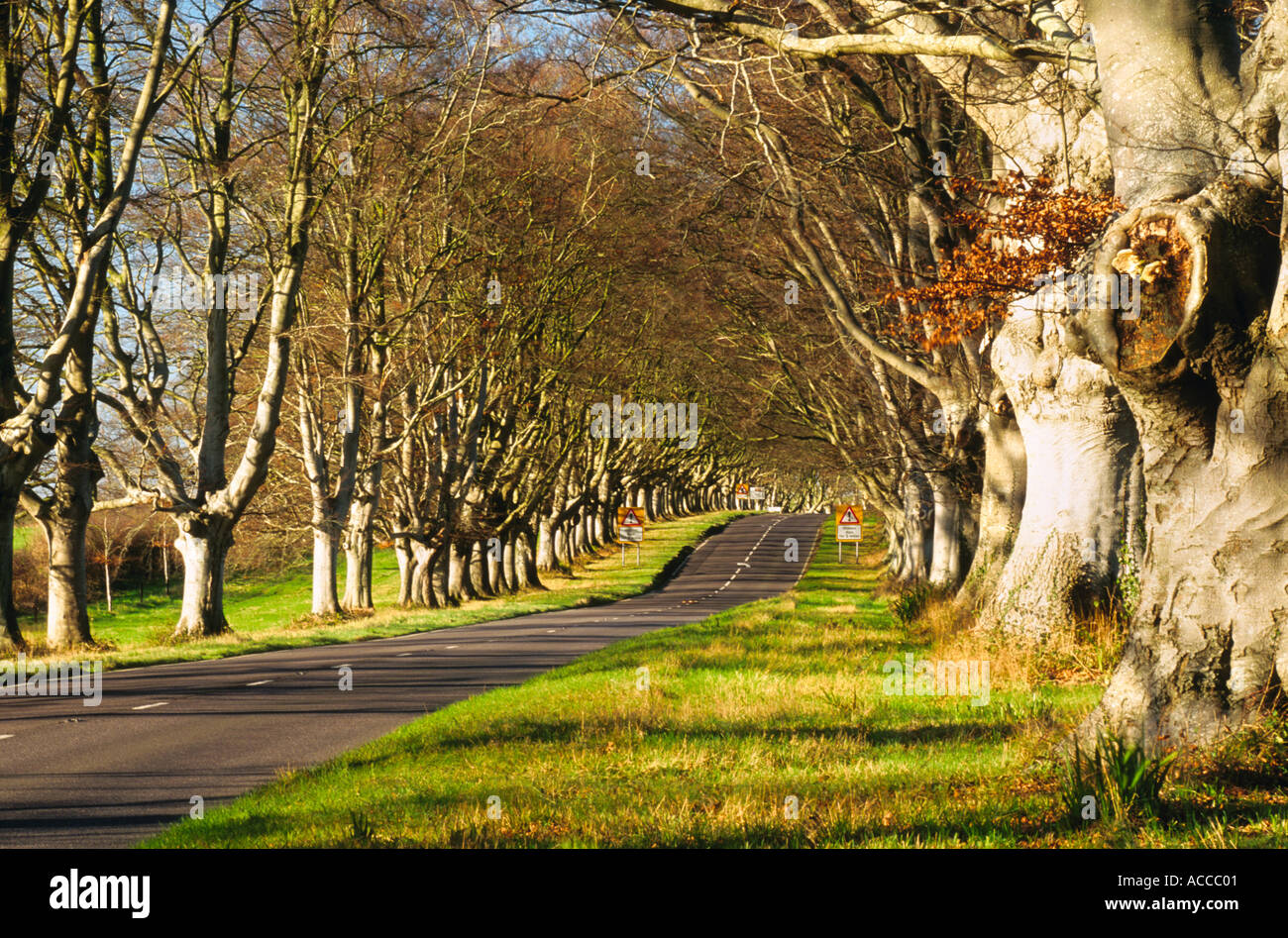 Avenue of beech trees Badbury Rings Dorset England UK Stock Photo - Alamy