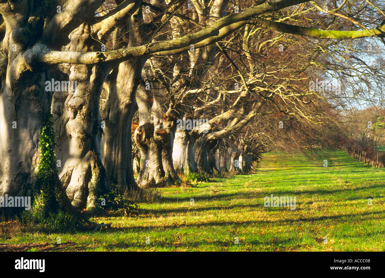 Avenue of beech trees Badbury Rings Dorset England UK Stock Photo - Alamy