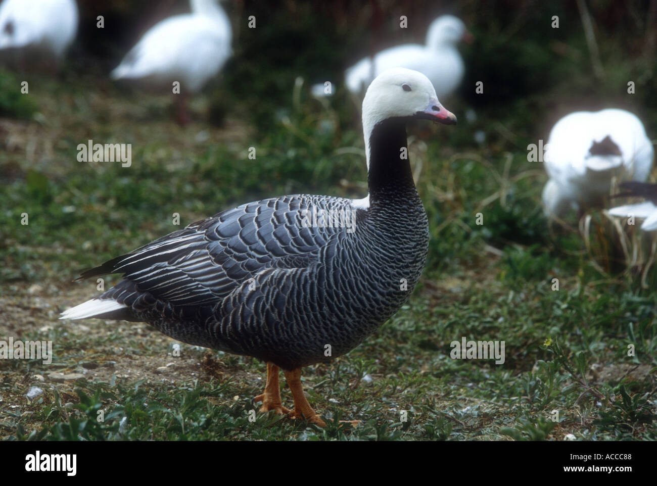 Ross goose hi-res stock photography and images - Alamy