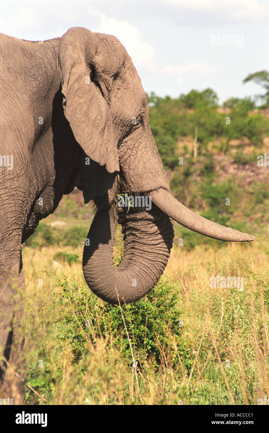 Indian elephant India Stock Photo - Alamy