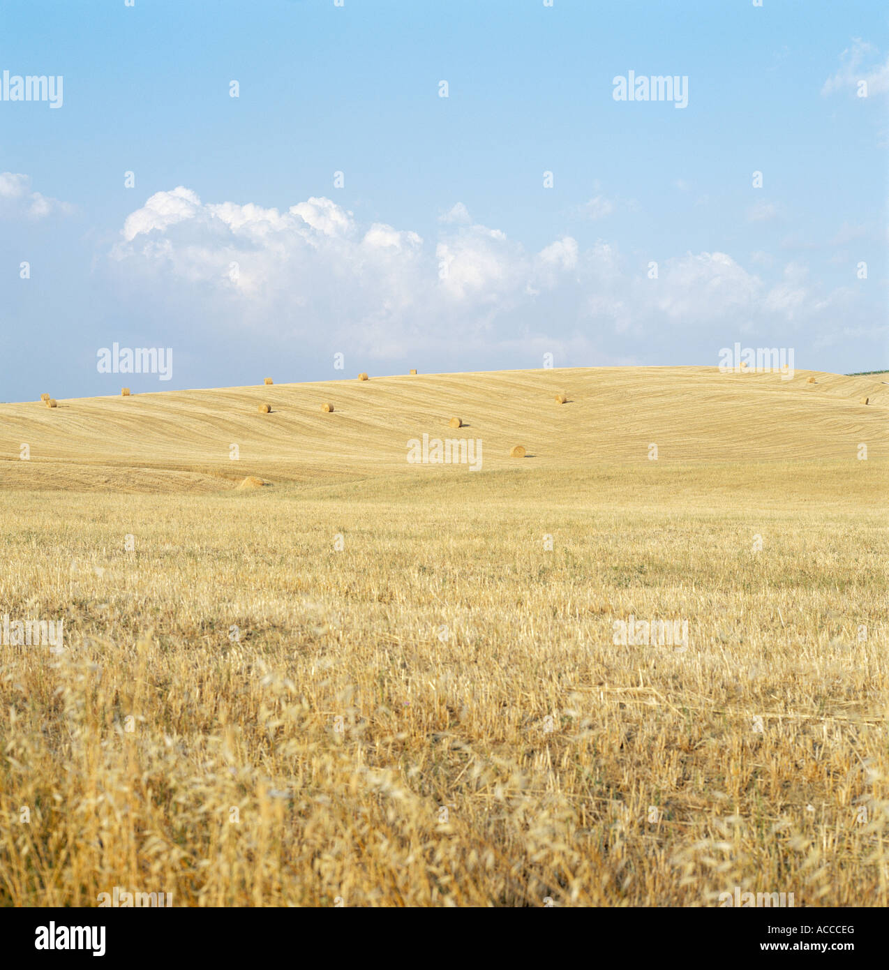A field of grain Stock Photo - Alamy