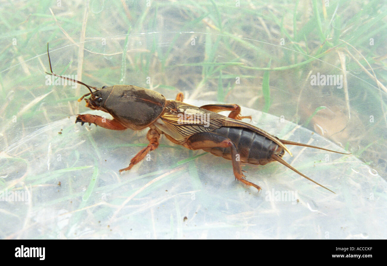 Mole cricket burrowing hi-res stock photography and images - Alamy