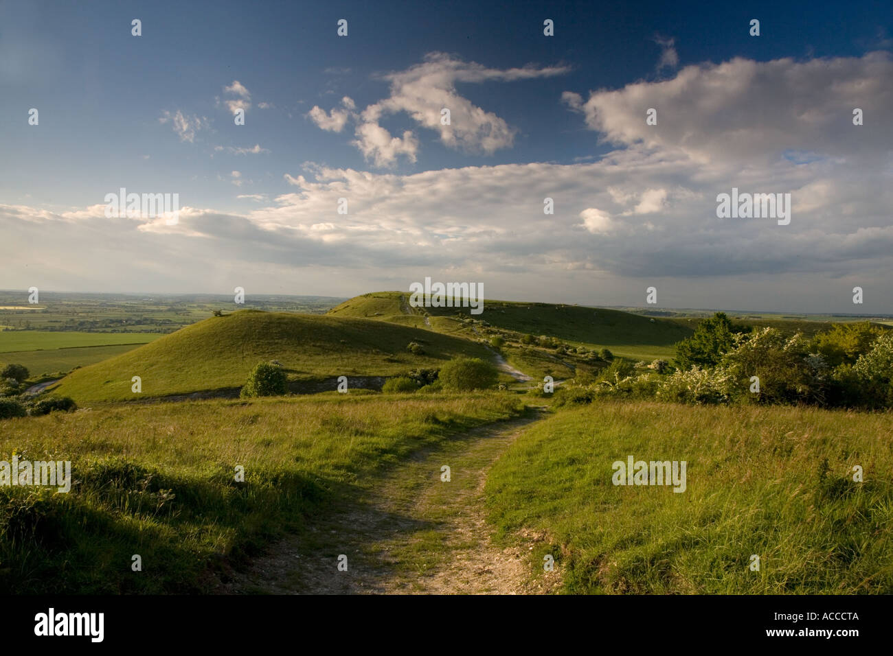 The Ridgeway Long distance path at Ivinghoe Beacon in the Chiltern ...