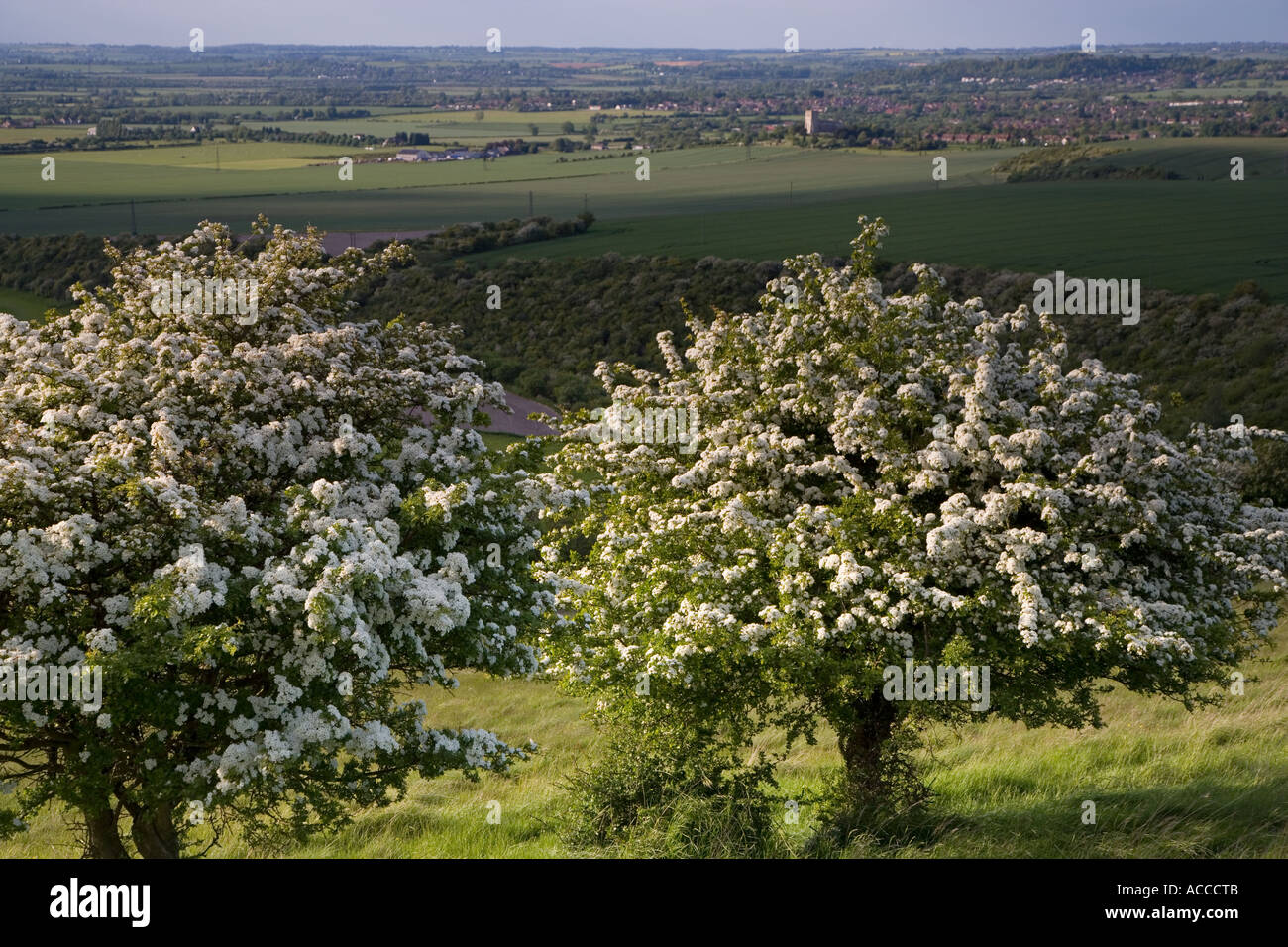 Spring Evening Ivinghoe Beacon Buckinghamshire UK Stock Photo - Alamy