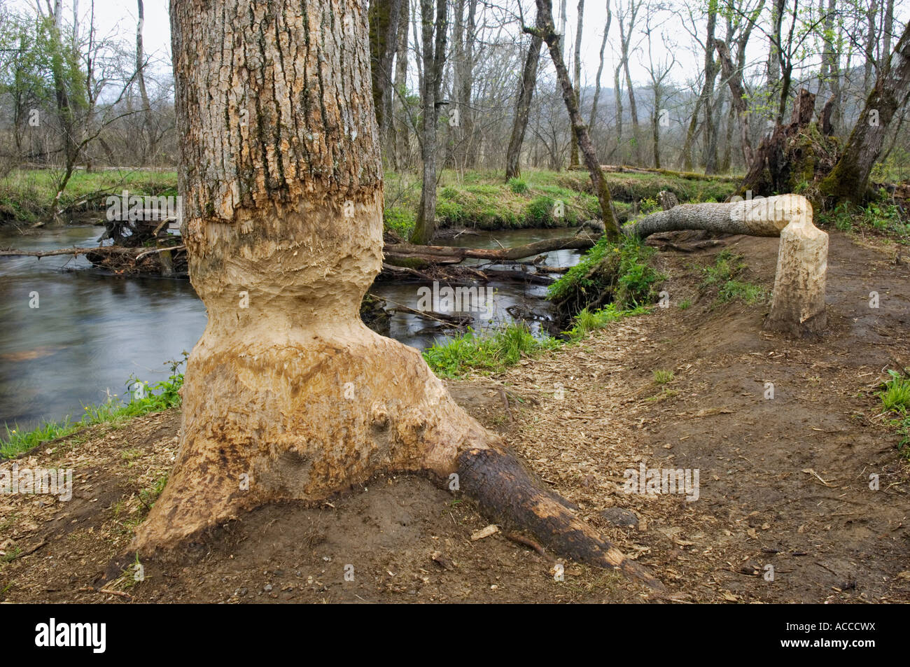 Trees Gnawed and Felled by Beavers with Dam in Background Cades Cove ...