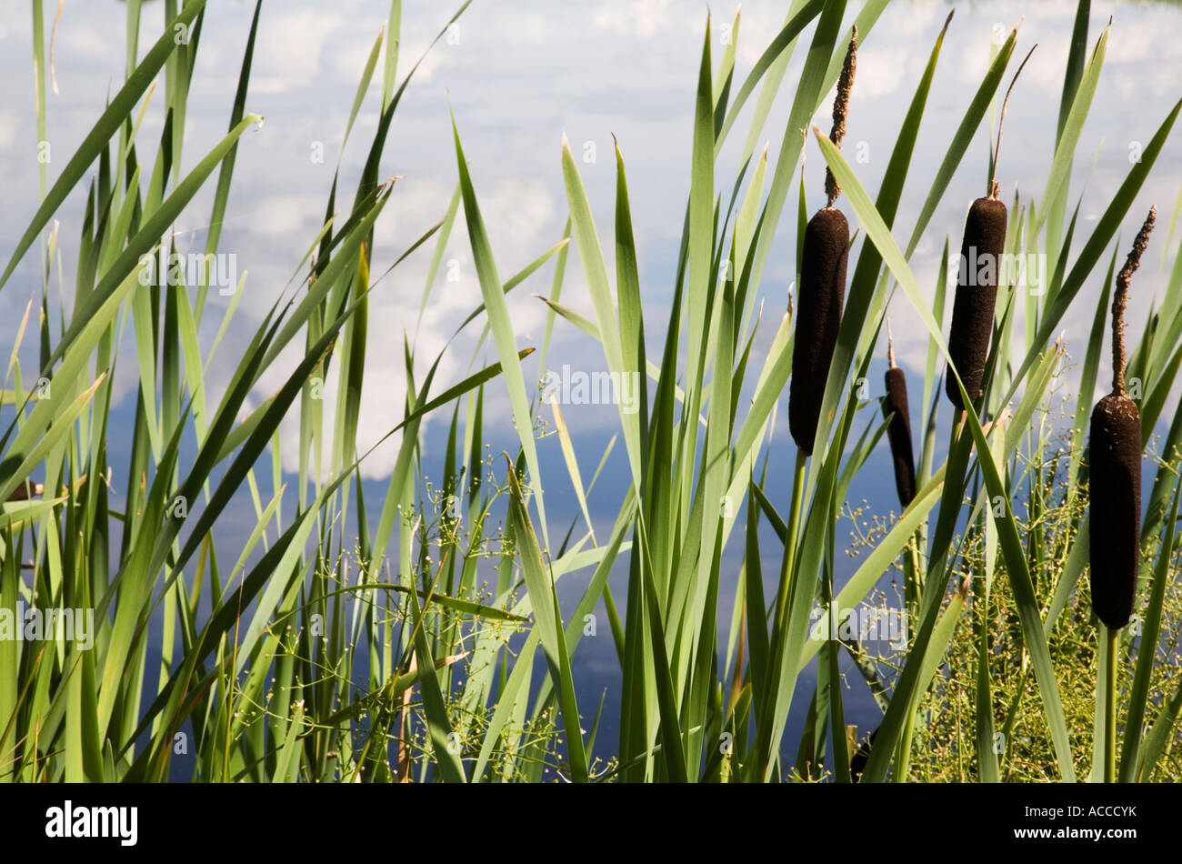 Bullrushes or Great Reed Mace at the side of a restored peat working on ...