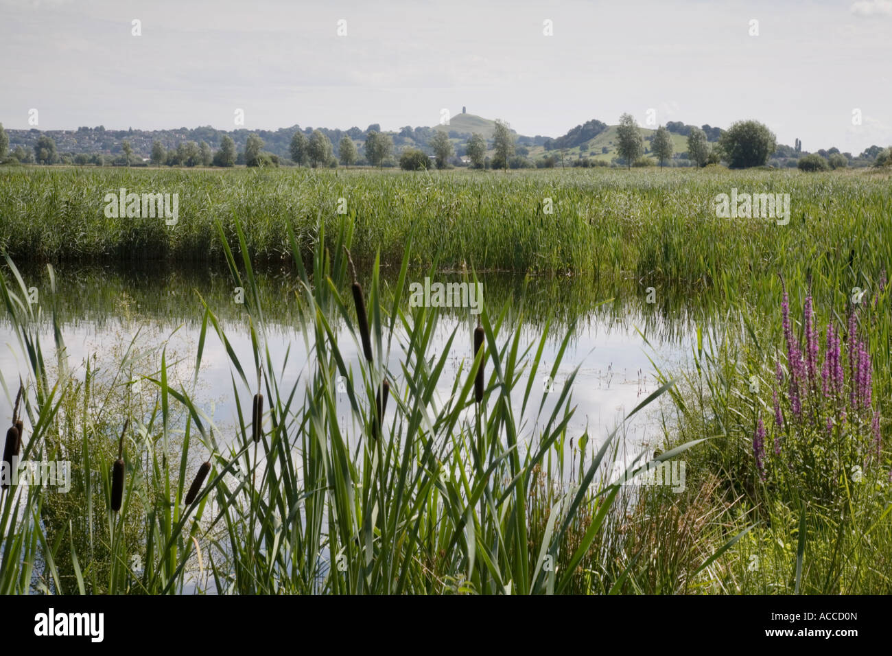 Are Dogs Allowed At Avalon Marshes