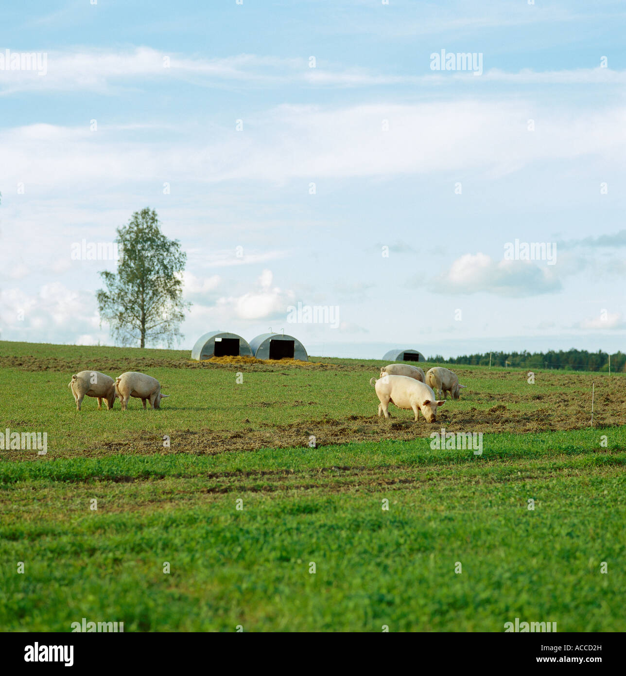Pigs in a pasture Stock Photo - Alamy