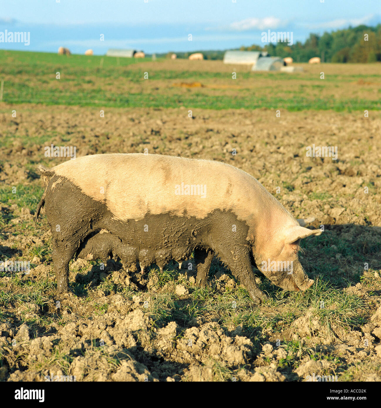 A pig in mud Stock Photo - Alamy