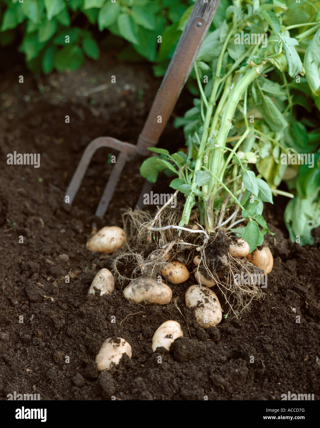 Potatoes in soil Stock Photo - Alamy