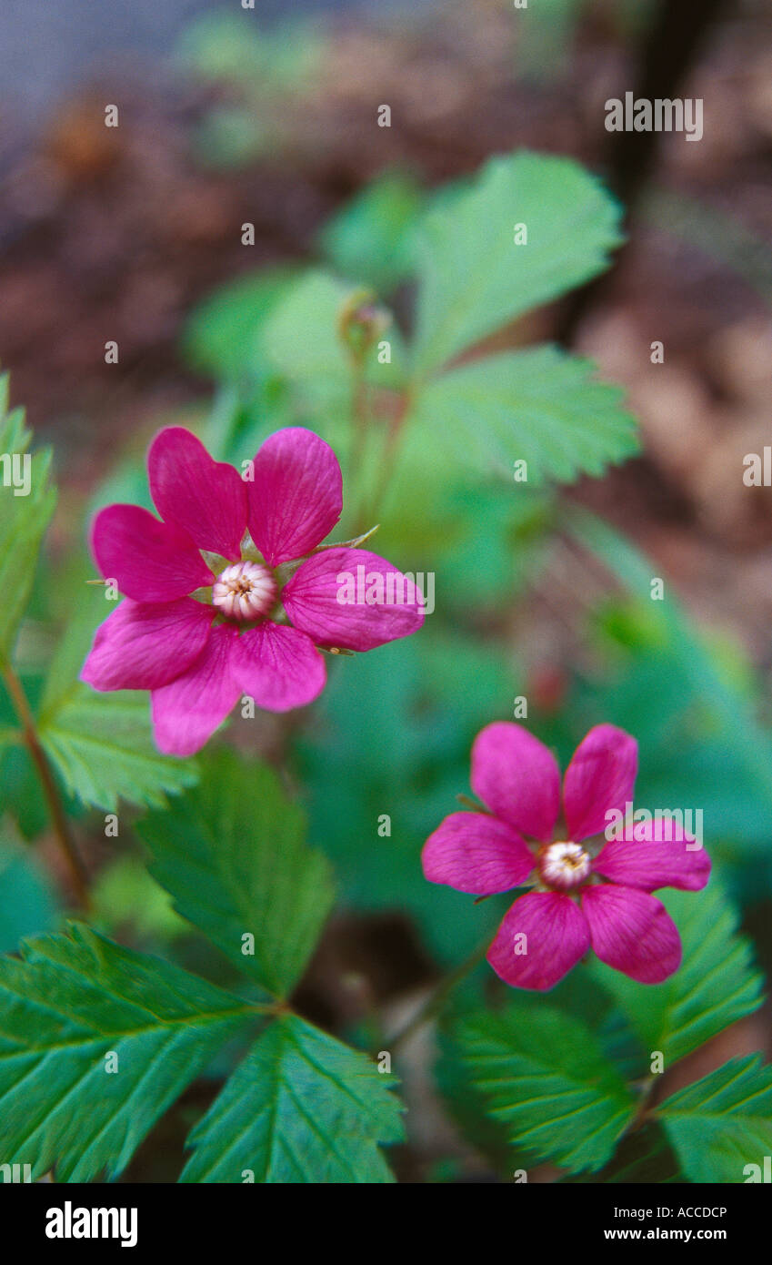 Arctic raspeberry hi-res stock photography and images - Alamy
