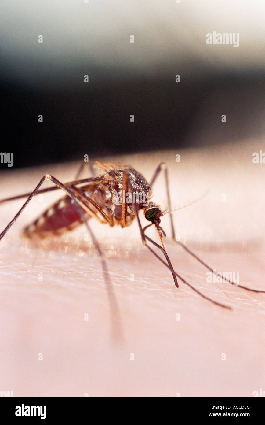 A mosquito on skin close-up Stock Photo - Alamy