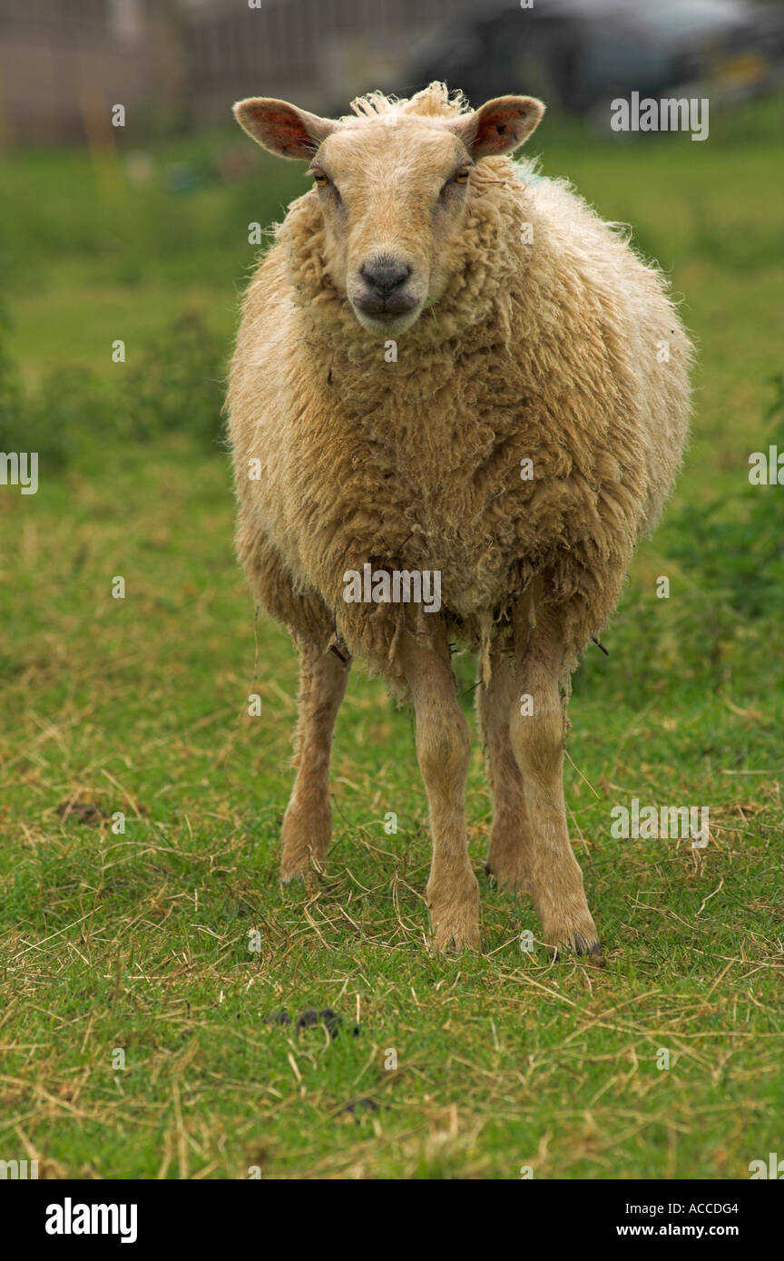 One sheep animal husbandry woolly wool hi-res stock photography and ...