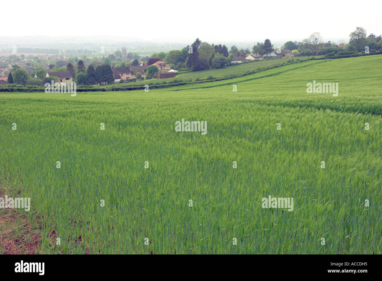 Growing barley for beer hi-res stock photography and images - Alamy