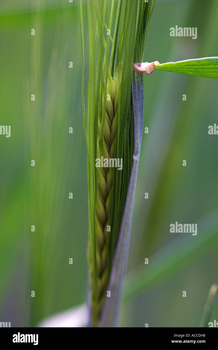 Grain barley young growing unripe hi-res stock photography and images ...