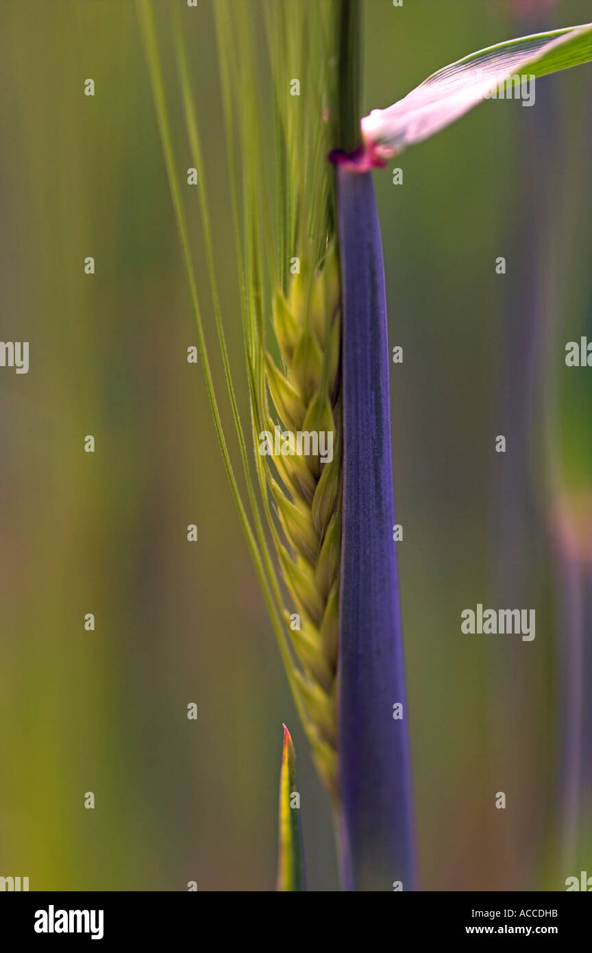 Close up barley hordeum vulgare growing spring hi-res stock photography ...