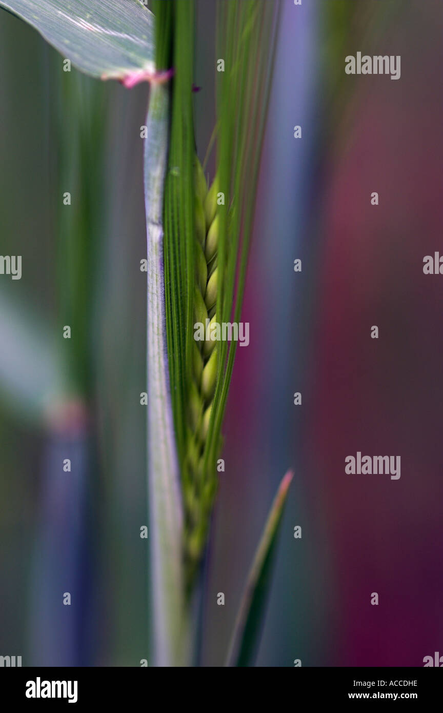 Growing barley for beer hi-res stock photography and images - Alamy