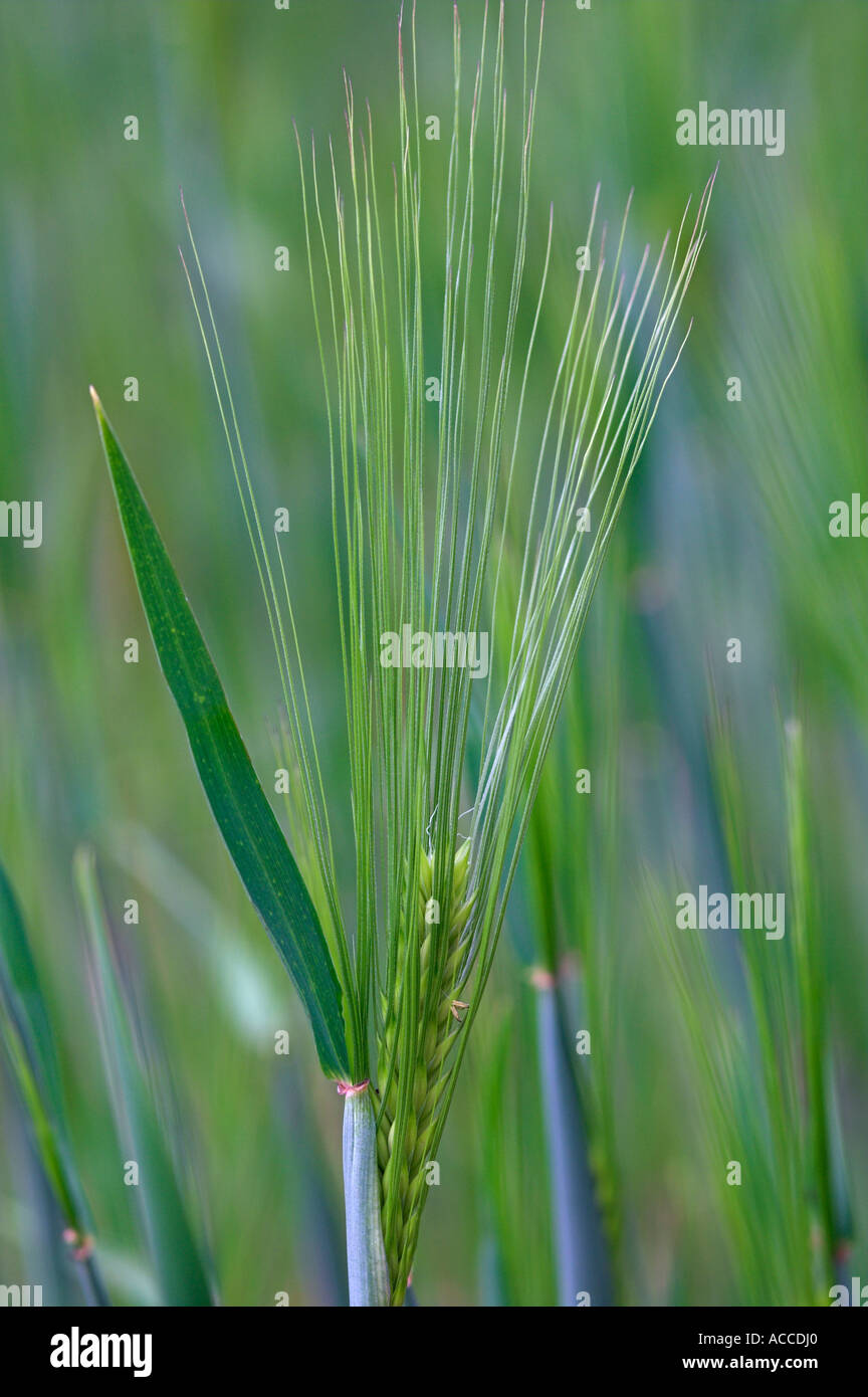Grain barley young growing unripe hi-res stock photography and images ...