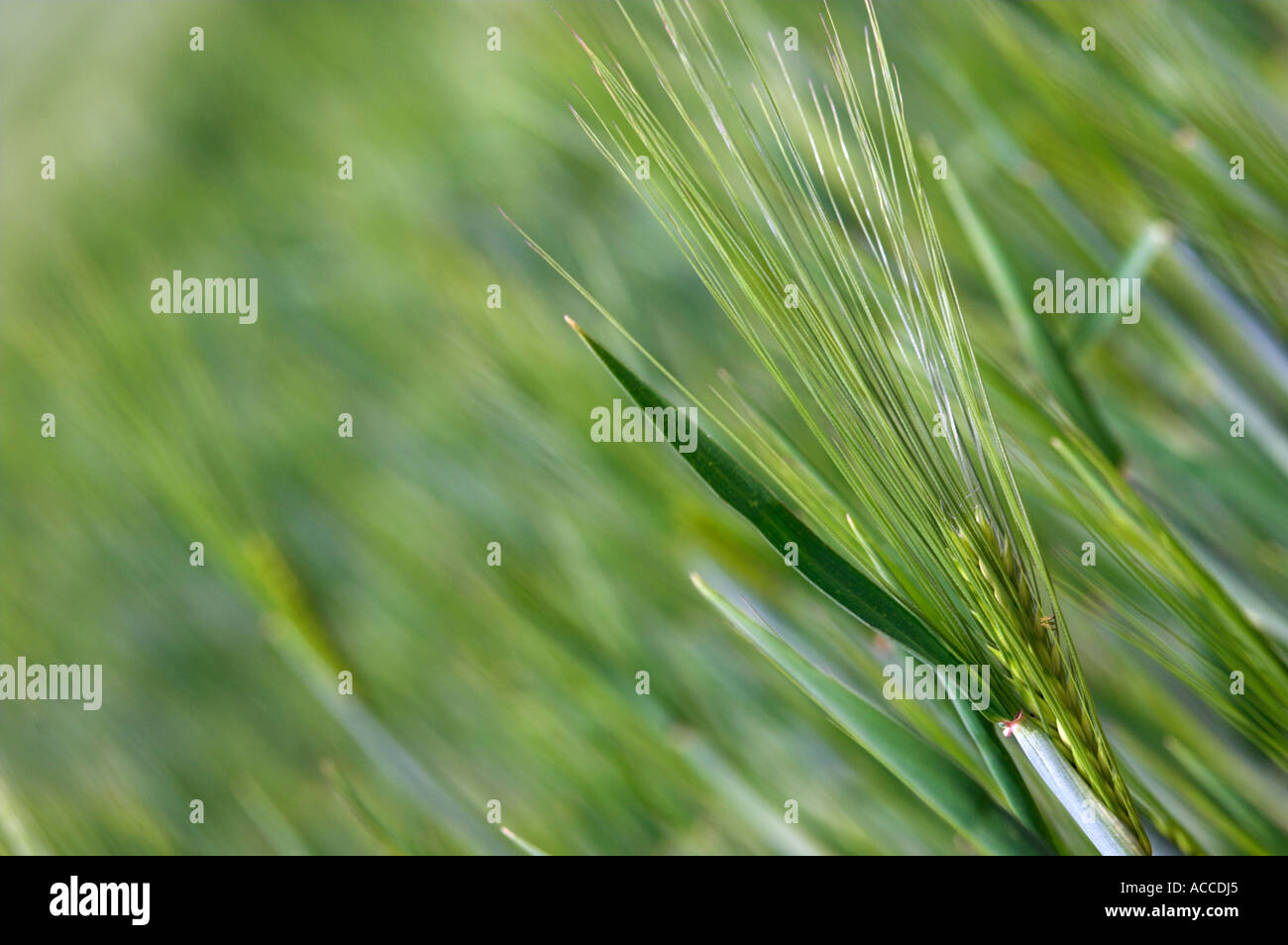 Grain barley young growing unripe hi-res stock photography and images ...