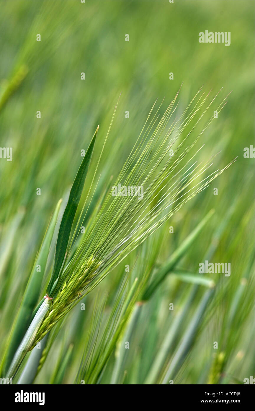 Close up barley hordeum vulgare growing spring hi-res stock photography ...