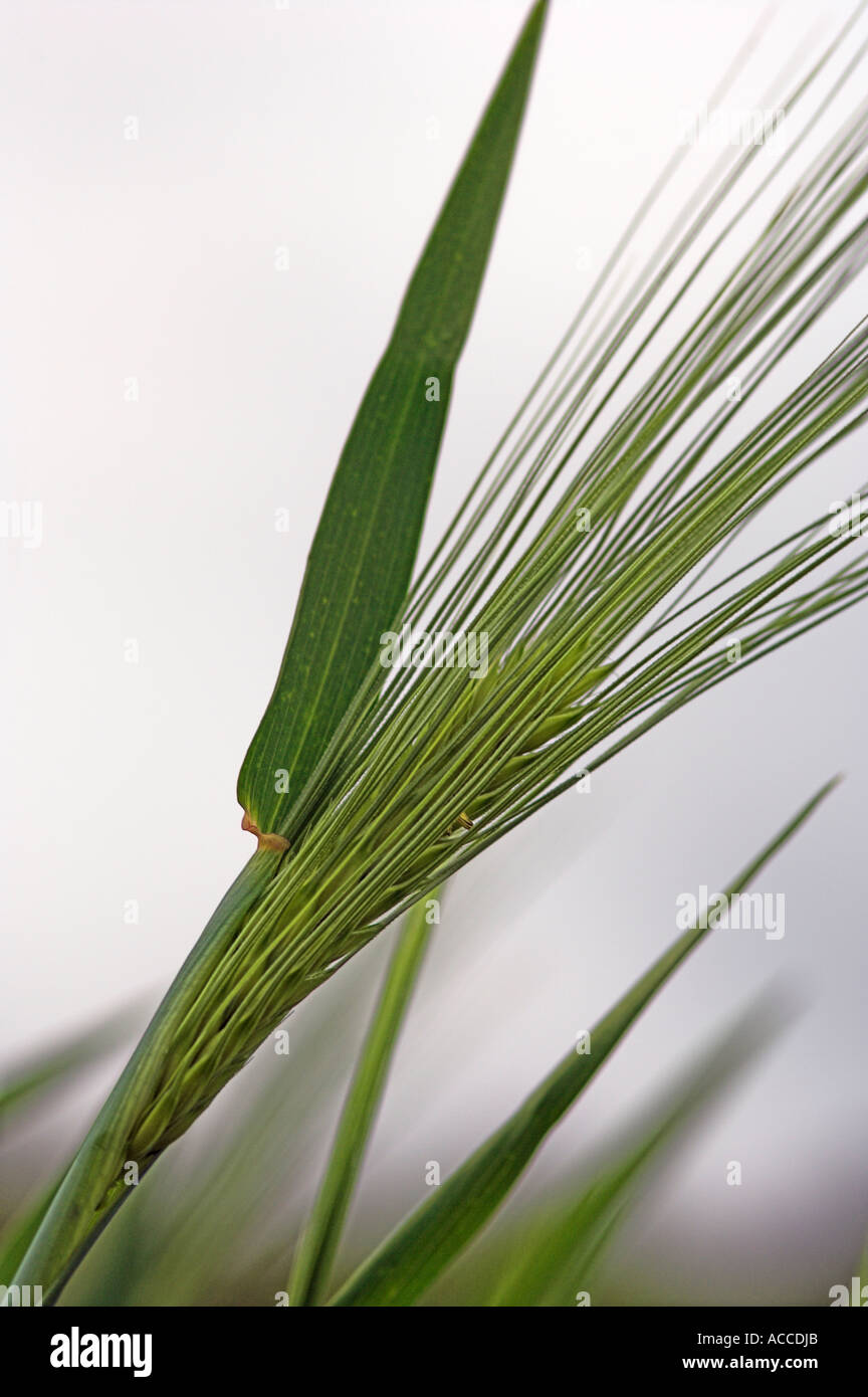 Grain barley young growing unripe hi-res stock photography and images ...