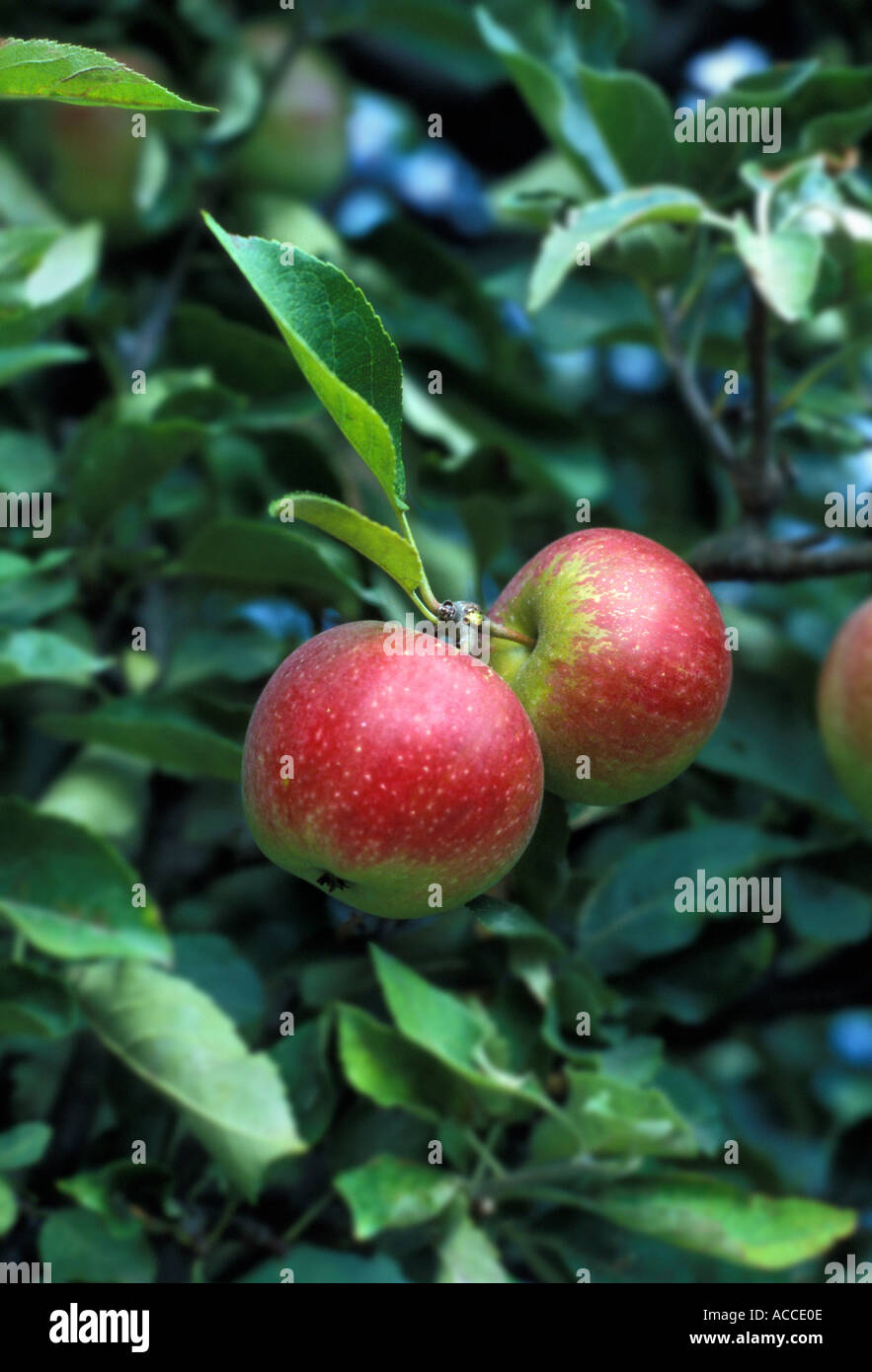 Apple worcester pearmain’ hi-res stock photography and images - Alamy