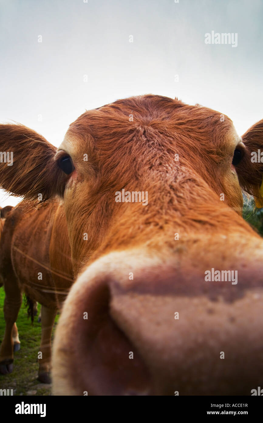 Cow extreme close up Stock Photo - Alamy