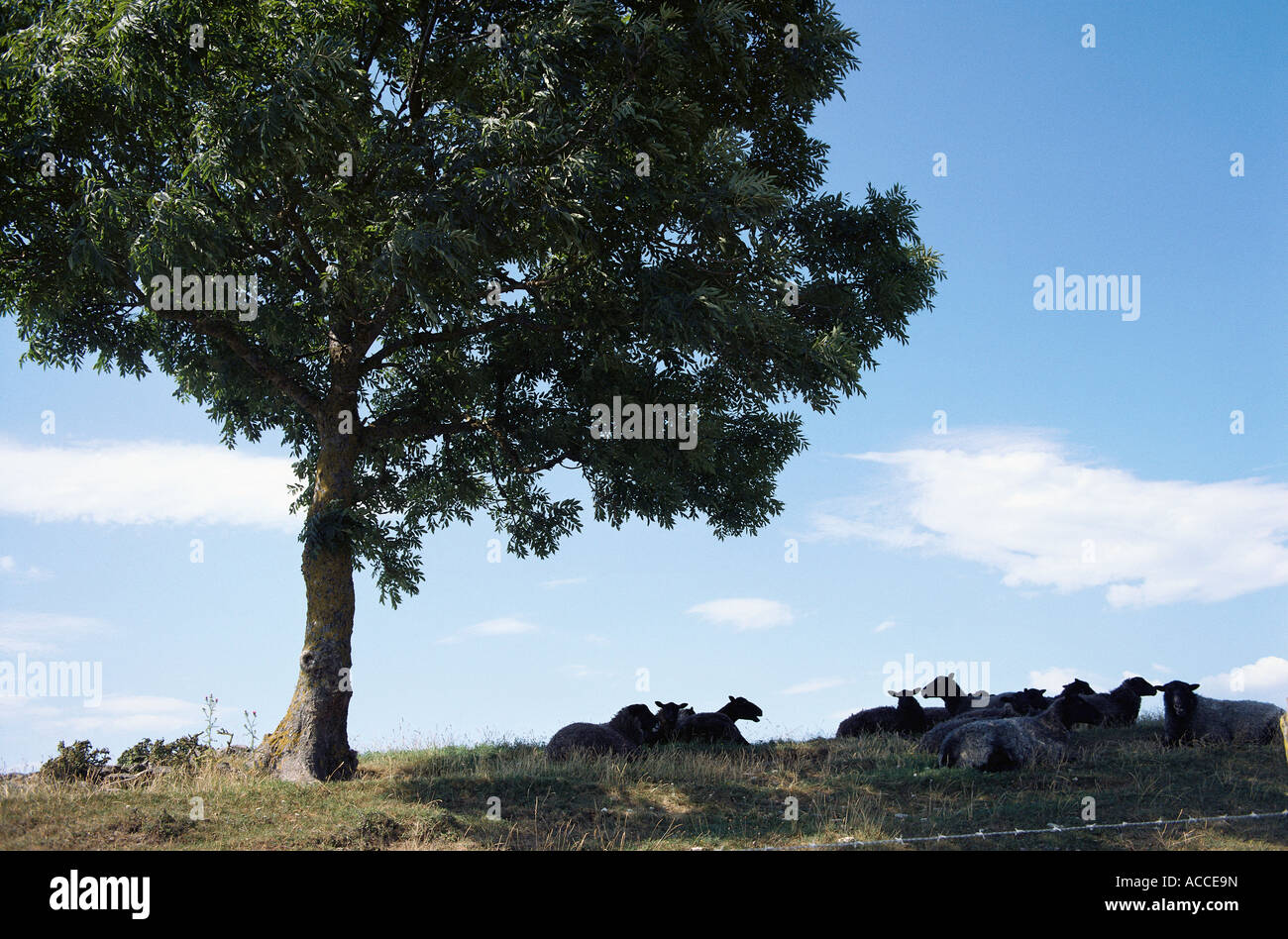 Sheep under a tree hi-res stock photography and images - Alamy