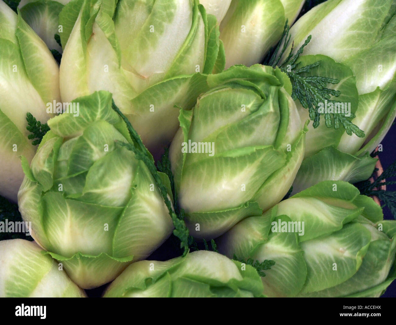Chicory Witloof Cichorium Endivia Cichorium Intybus Belgian endive ...