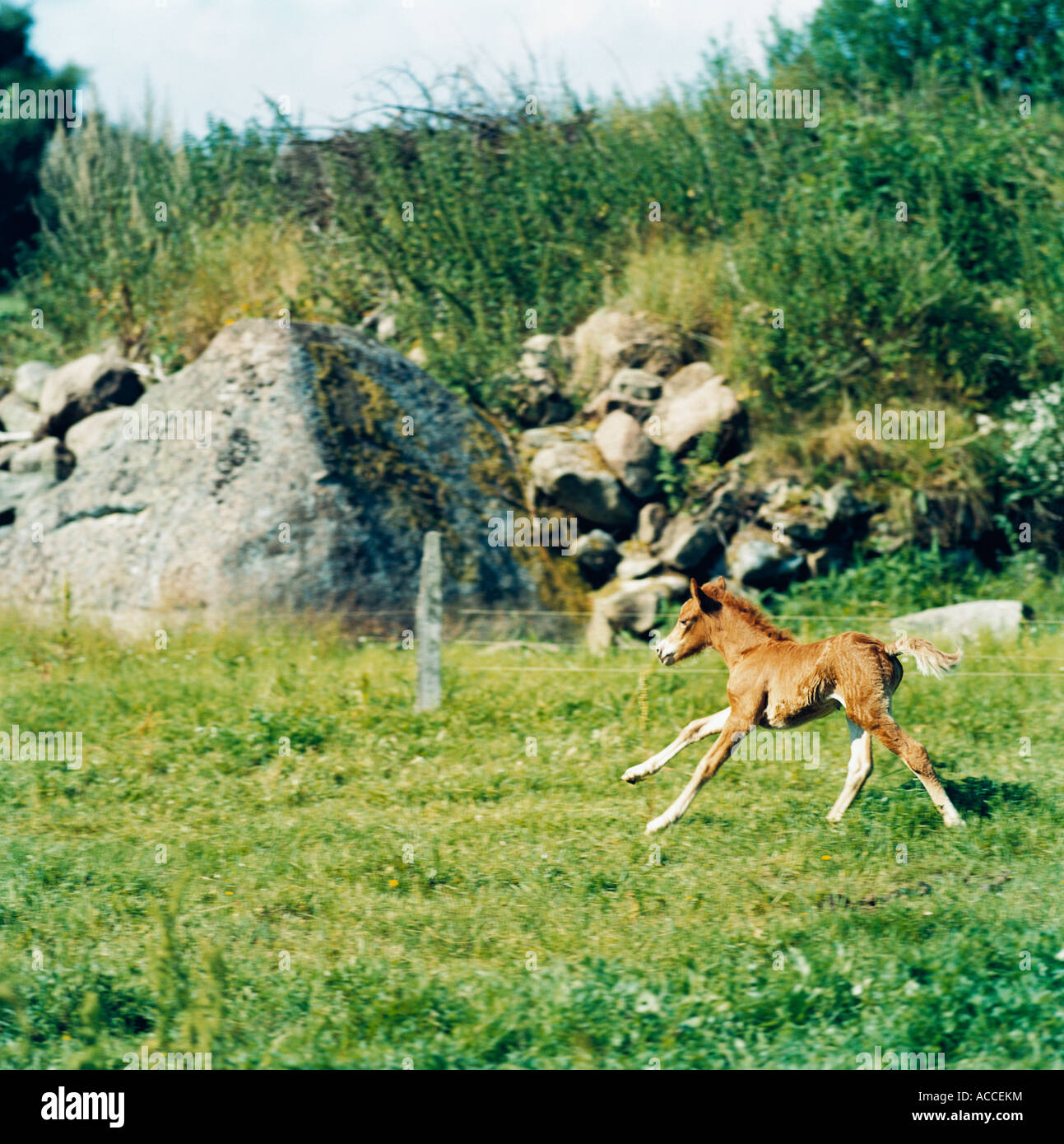 A foal running in a pasture Stock Photo - Alamy
