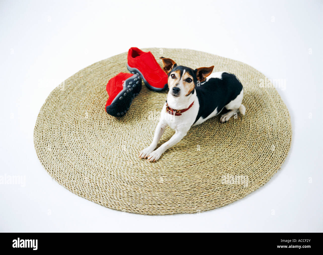 A dog on a mat Stock Photo - Alamy