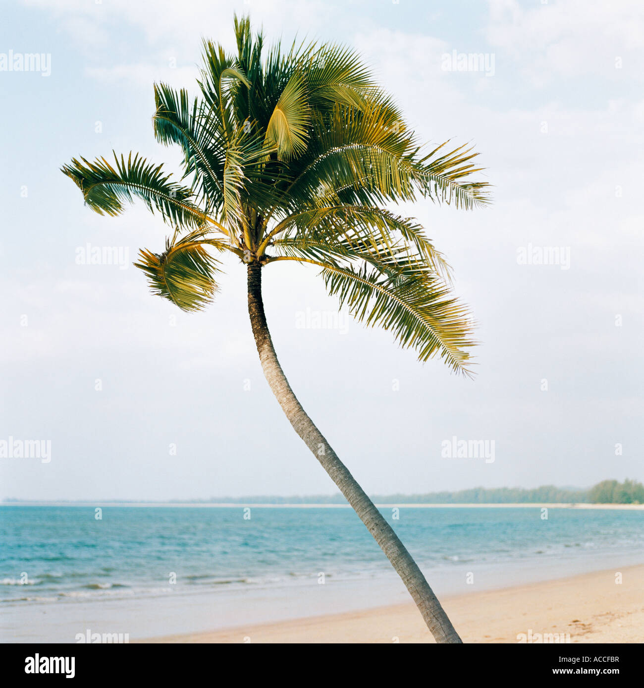 A palm-tree on a beach Stock Photo - Alamy
