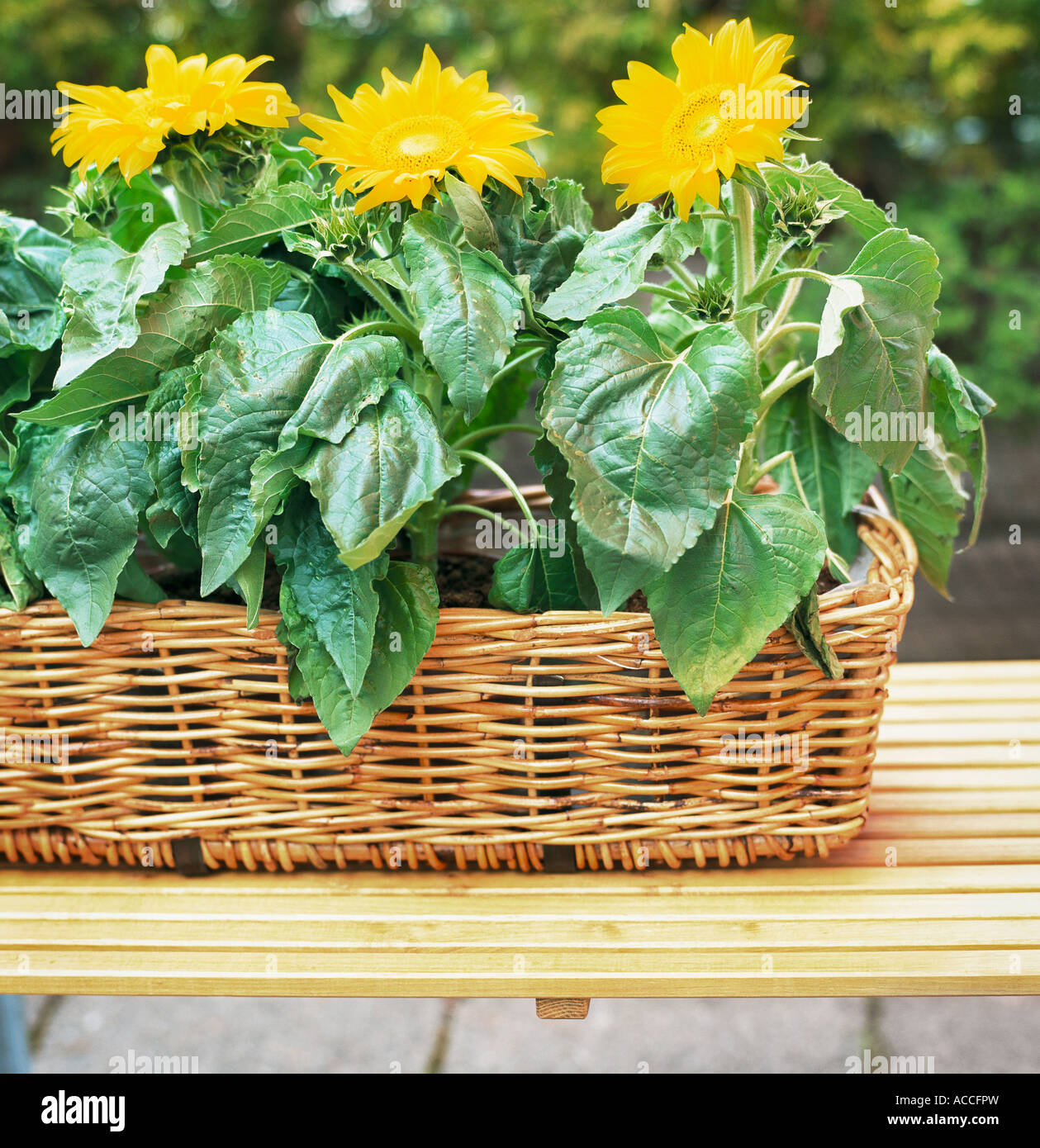 Seedling bench hi-res stock photography and images - Alamy