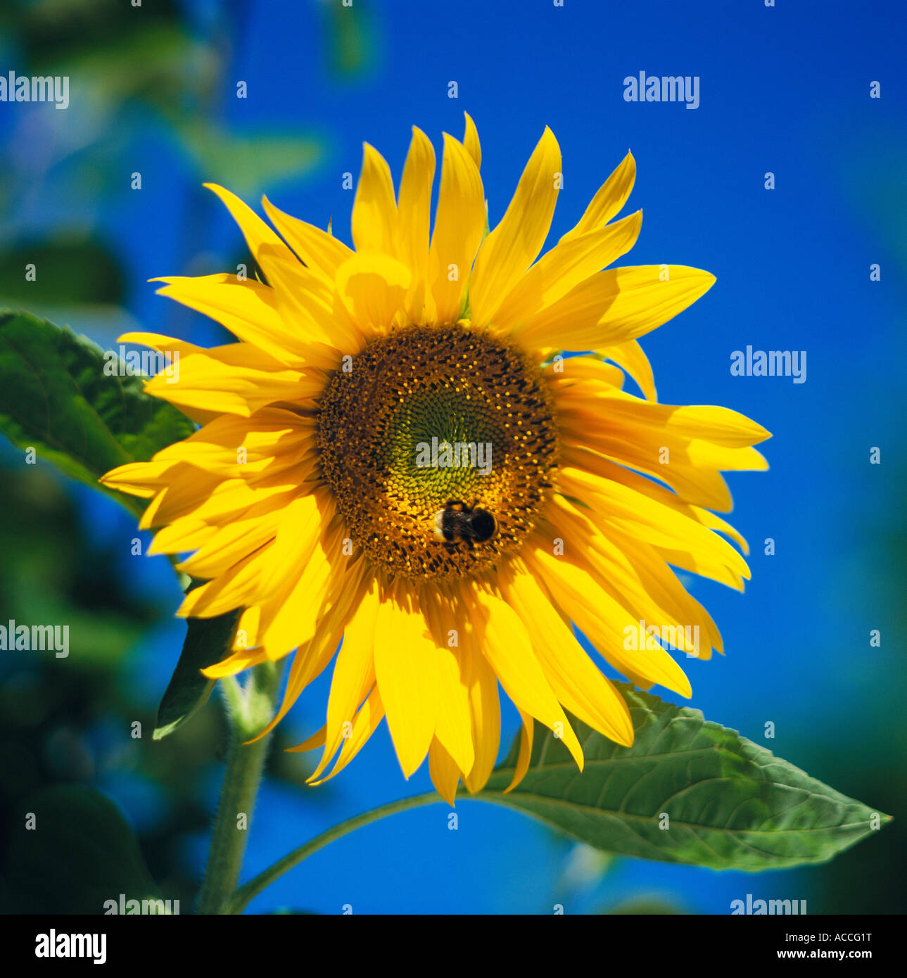 A yellow sunflower Stock Photo - Alamy