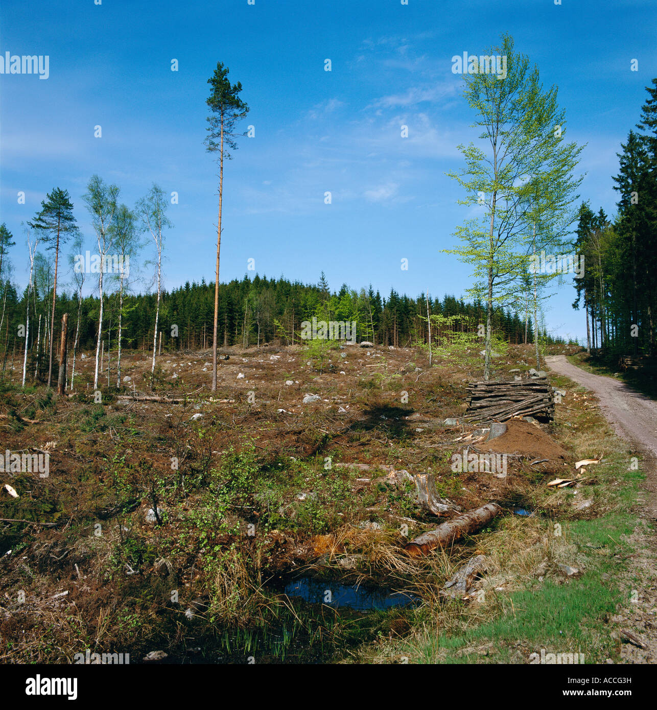 A cut forest Stock Photo - Alamy
