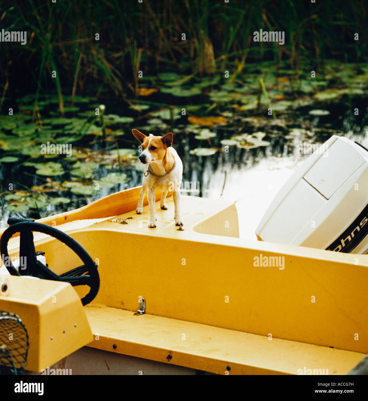 A dog on a boat Stock Photo - Alamy